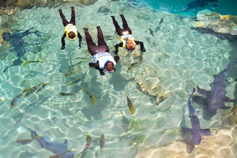 admission to seaworld no longer included with discovery cove tickets