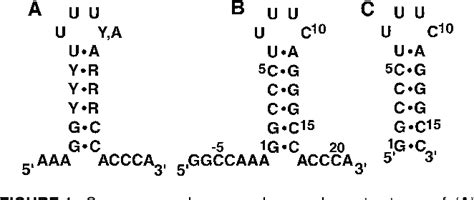 Figure 1 From Nmr Structure And Dynamics Of The Rna Binding Site For The Histone Mrna Stem Loop