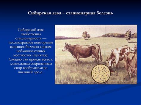 Сибирская язва сельскохозяйственных животных презентация онлайн