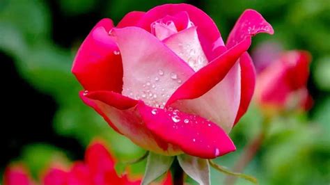 শুধু তাই নয় গোলাপ ফুল স্বাস্থ্য সংক্রান্ত কাজেও ব্যবহার করা হয়। লাল গোলাপ ফুল জ্যোতিষশাস্ত্রে