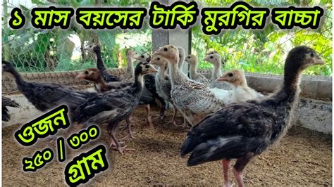 এক মাস বয়স এর টার্কি মুরগির ওজন এবং টার্কি মুরগি খাদ্য সম্পর্কে বিস্তারিত জানুন Youtube