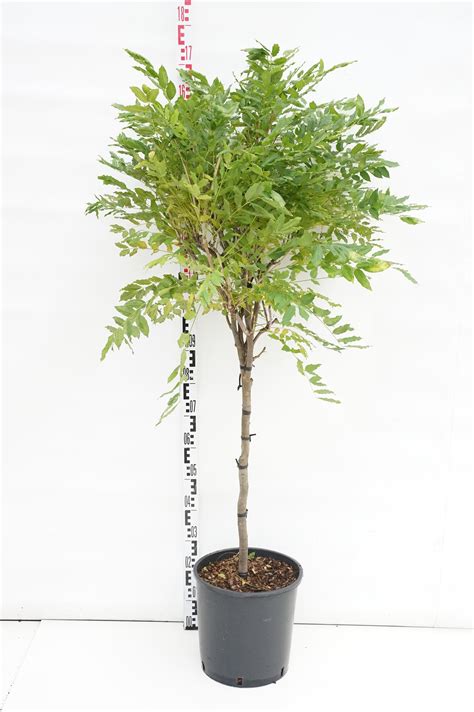 Japanese Wisteria Macrobotrys Vrtni Center Moga