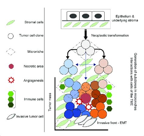 Diagram Illustrating Tumor Development In The Tme Neoplastic