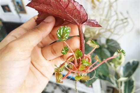 Guide To Care For Begonia Rex Harper S Nurseries