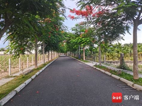 三亚5条醉美村道为美丽乡村添景生金 医药医改频道 东方养生