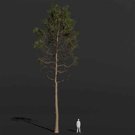 Trees Models Blenderkit