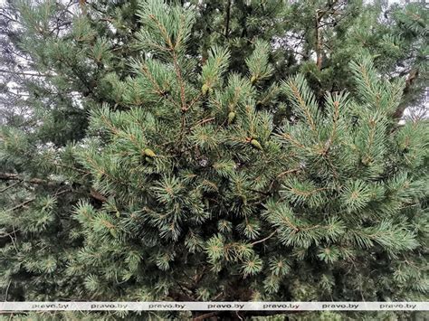 Совмин утвердил график переноса рабочих дней в 2025 году