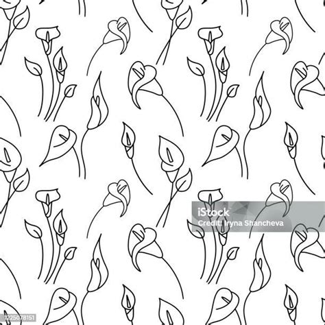 낙서 칼라 백합 흰색에 격리 된 원활한 패턴 꽃을 스케치합니다 손 그리기 라인 아트 윤곽선 벡터 스톡 그림입니다 Eps 10 카라에 대한 스톡 벡터 아트 및 기타 이미지