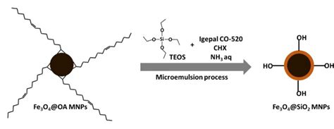 Sketch Of The Methods For Fe3o4sio2 Mnps Synthesis As Detailed In The