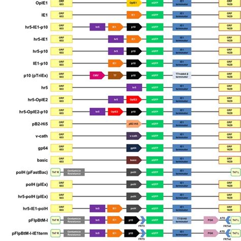 Schematic Overview Presenting All Expression Vectors Used In This Download Scientific Diagram
