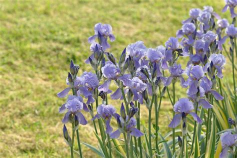 Iris Foto De Archivo Imagen De Color Flor Belleza