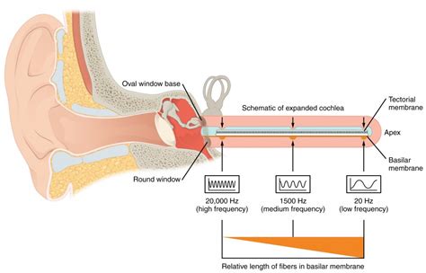 Audition And Somatosensation Anatomy And Physiology I