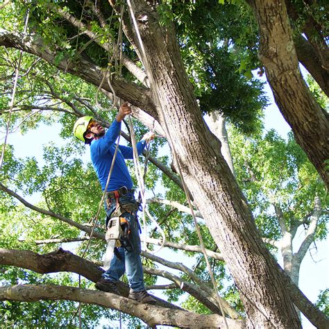 Hanging Green Worms On Trees Texas Tree Surgeons
