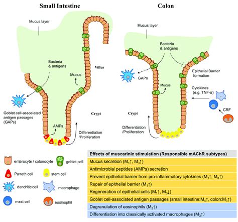 Mucosal Defense System And Muscarinic Receptor Action In Intestinal