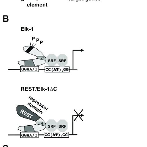 A Transgenic Strategy To Overcome Functional Redundancy Of Protein