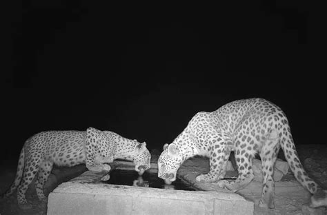 What Determines Livestock Depredation By Leopards Conservation