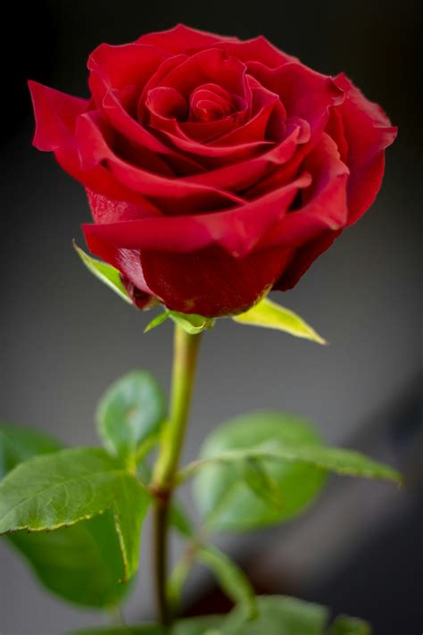 350 Images Rouge Rose [hq] Télécharger Des Photos Gratuites Sur Unsplash