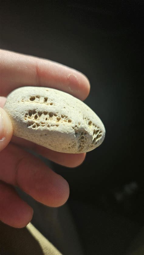 Can Anyone Tell Me What This Is R Fossils