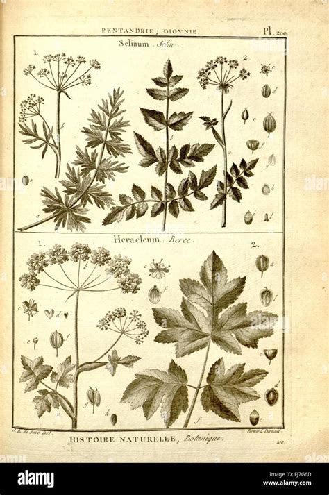 An Illustrated Botanical Work Featuring Various Plant Species With Detailed Descriptions And