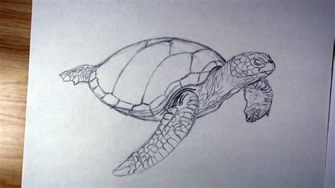 How To Draw A Realistic Turtle Drawing Realistic Turtle Tiktok