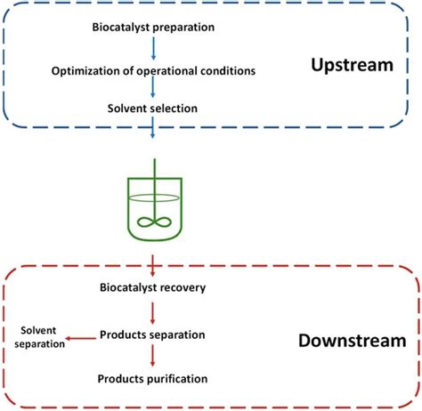Enzyme Upstream Process Development Cd Biosynsis