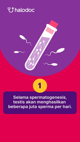 Mengenal Spermatogenesis Dalam Sistem Reproduksi Pria