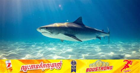 យុវជនអូស្រ្តាលីម្នាក់បានបាត់បង់ជីវិតដោយការវាយប្រហារពីត្រីឆ្លាមក្នុងអំំឡុងពេលហែលទឹកលេងនៅឆ្នេរសមុទ