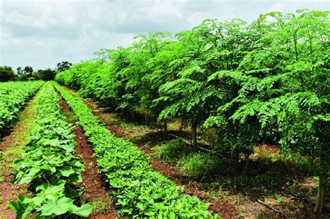 7 Proven Crop Diversification Strategies To Combat Agricultural Risks