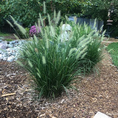 Five Low Growing Ornamental Grasses — Ferns And Feathers
