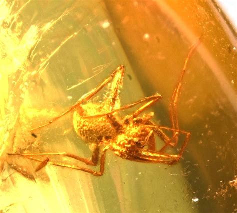 Araneae Spider Fossil Inclusion In Burmese Amber Etsy