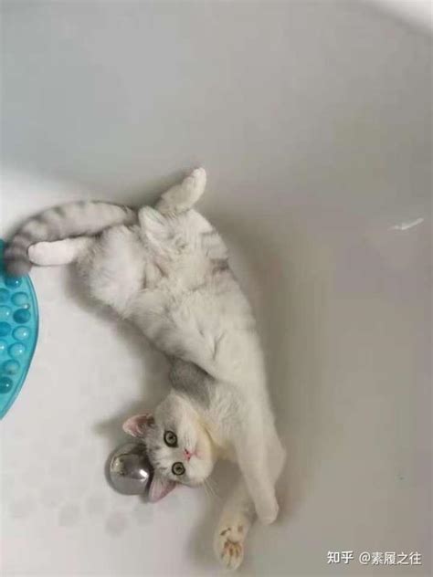 猫咪发腮吃什么喂猫经验分享 知乎