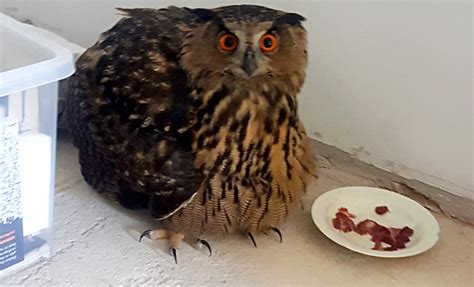 Pronađena Ozlijeđena Sova Ušara Na Području Sukošana Zbrinuta U Sokolarskom Centru