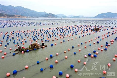 福建福州海上牧场收获忙 人民图片网