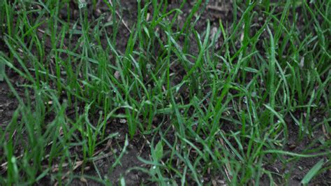 How To Overseed Your Lawn In The Spring Grass Pad