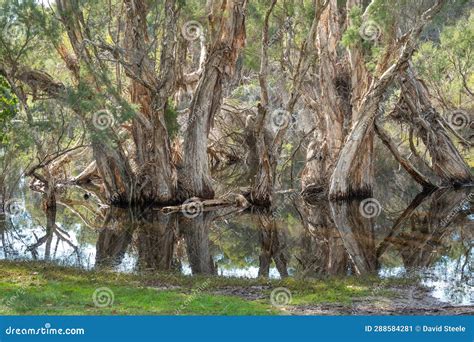 A Paperbark Tree Forest Stock Image Image Of Marsh 288584281