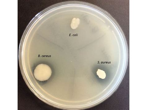 Bacillus Cereus Nutrient Agar