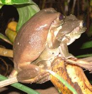 Breeding Green Tree Frogs Green Tree Frogs