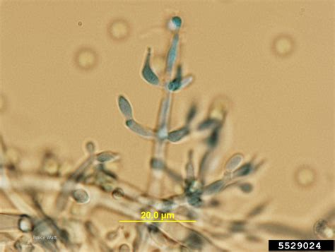Wood Rot Fungi Genus Trichoderma