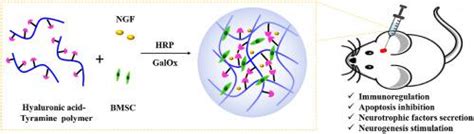 载有 Bmsc 和 Ngf 的可注射透明质酸水凝胶用于治疗创伤性脑损伤 Materials Today Bio X Mol