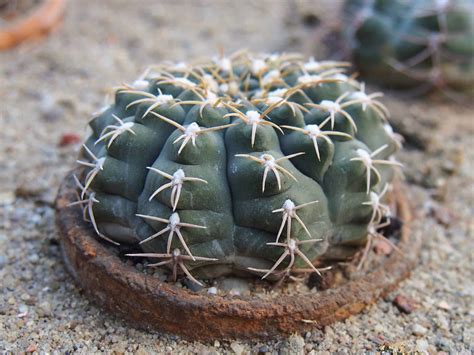 Gymnocalycium Bodenbenderianum Var Paucispinum Seeds Phoenix Desert Seeds