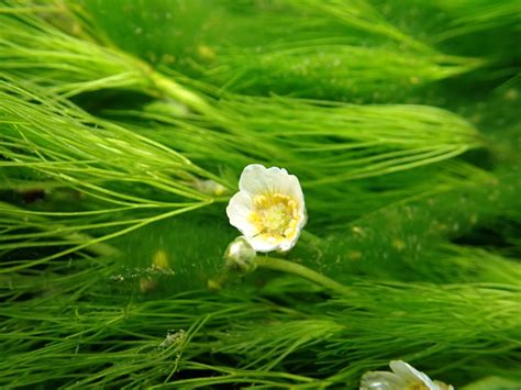 冷たい清流に咲く可憐な白い花、梅花藻 森の中の小さな生き物を探そう