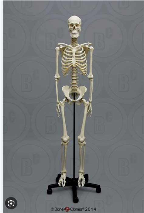 Fun Fact From This Skeleton You Can Tell The Sex Ancestry And Age Rfactsthatmatter