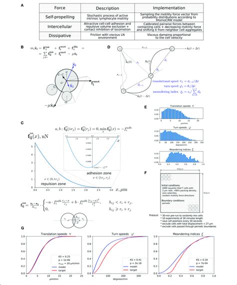 Physics Based Model Of Multicellular System Dynamics Reproduces Download Scientific Diagram