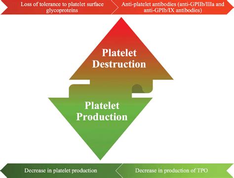 Pathophysiology Of Itp Associated Thrombocytopenia Itp Is A Disease Of Download Scientific