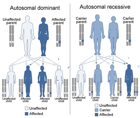 Dominant Biology Simple