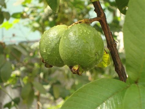 How To Grow Guava Tree From Seed To Harvest Check How This Guide Helps Beginners