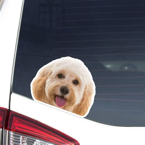 Cockapoo Car Decal Sticker Peeking Realistic White Gold Cockapoo Dog