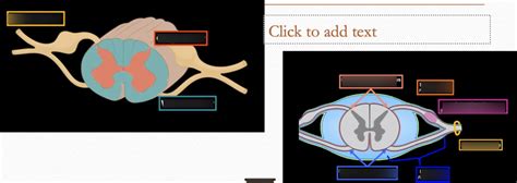 Spinal Cord Structure Diagram Quizlet