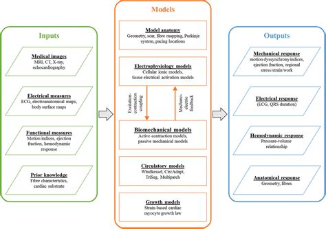 schematic of the modeling pipeline for biophysical simulations of lbbb download scientific