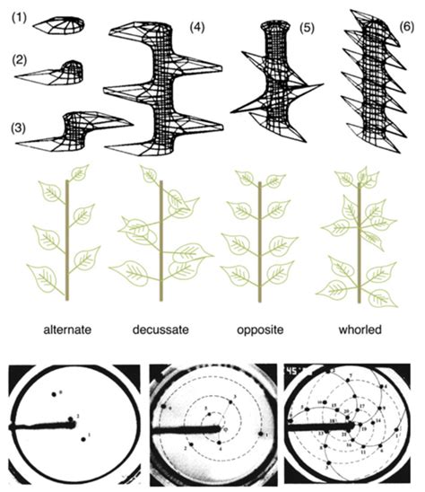 Fibonacci Or Turing Which One You Trust Better The Physics Of Sundays